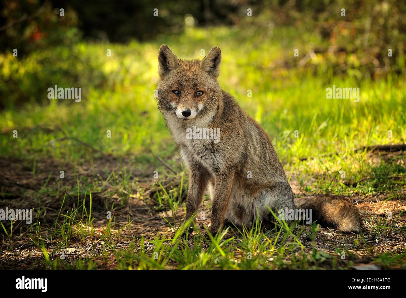 Red Fox Sitting High Resolution Stock Photography and Images - Alamy