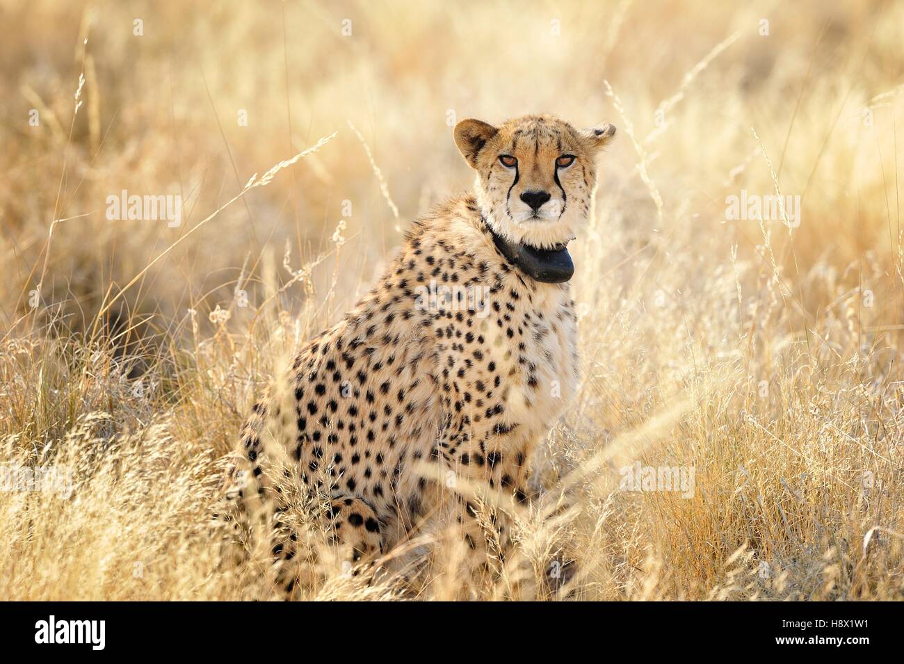 Cheetah with radio collar in savanna, Namibia Stock Photo - Alamy