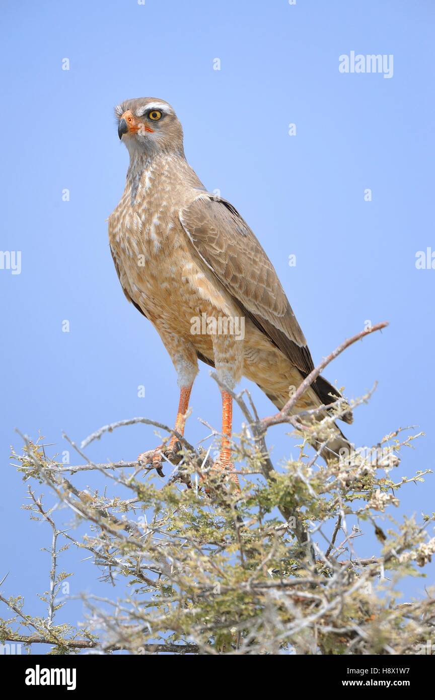Gabar goshawk melierax gabar hi-res stock photography and images - Alamy