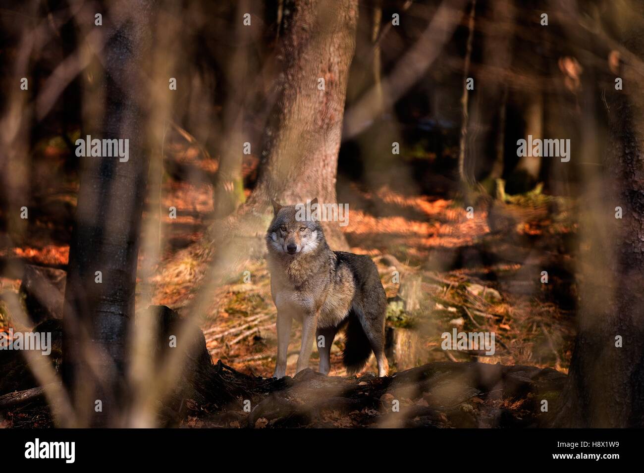 Wolf temperate forest hi-res stock photography and images - Alamy