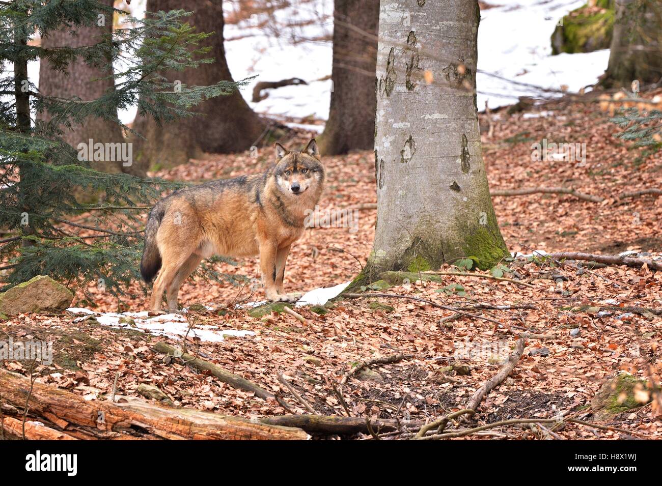 Wolf temperate forest hi-res stock photography and images - Alamy