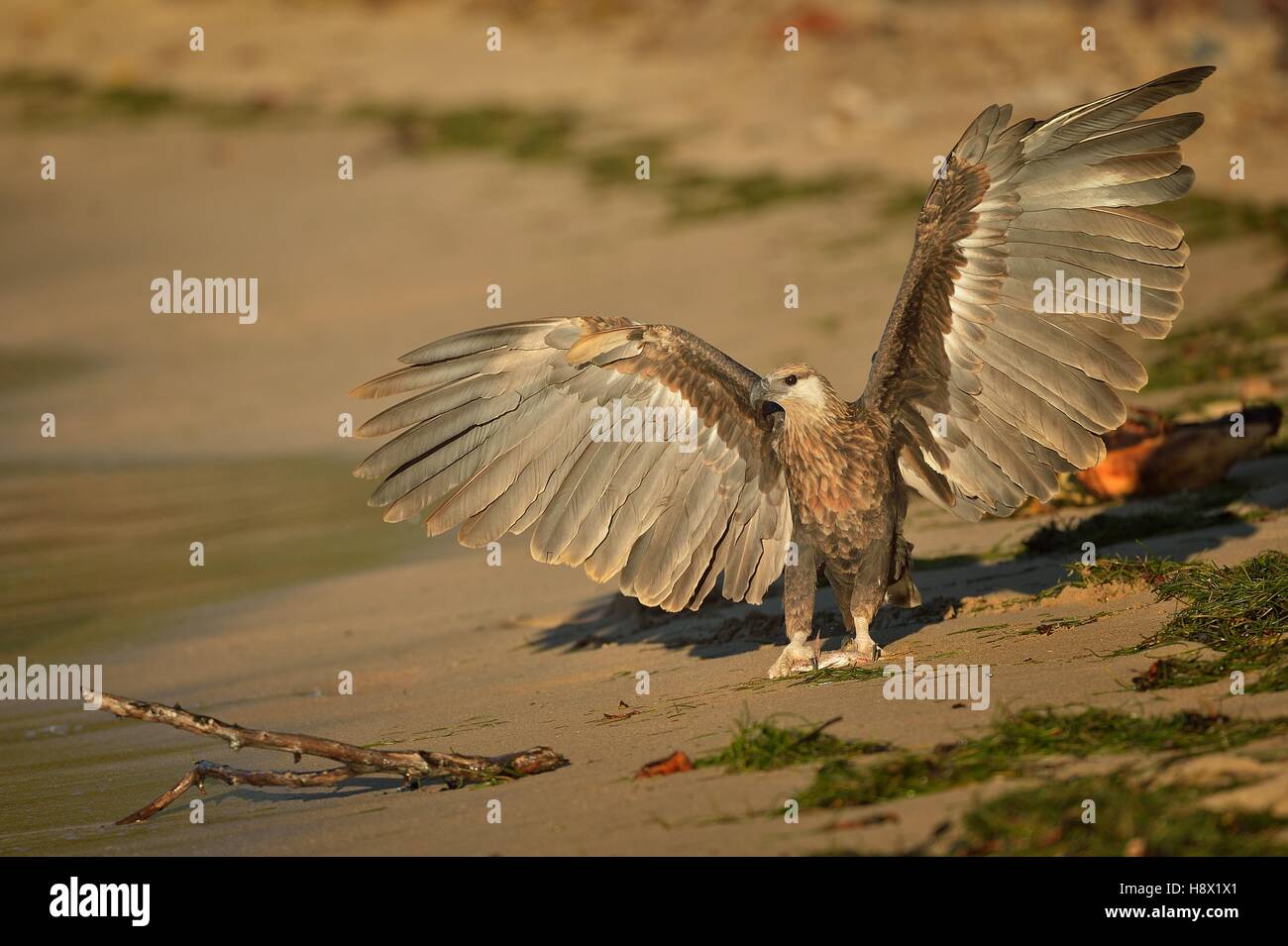Madagascan fish eagle landing on fish, on shore, Nosy be, Madagascar ...