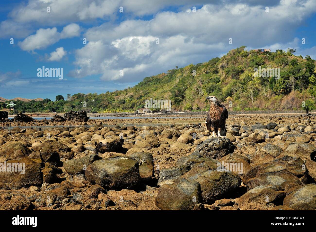 Madagascan Fish Eagle High Resolution Stock Photography and Images - Alamy