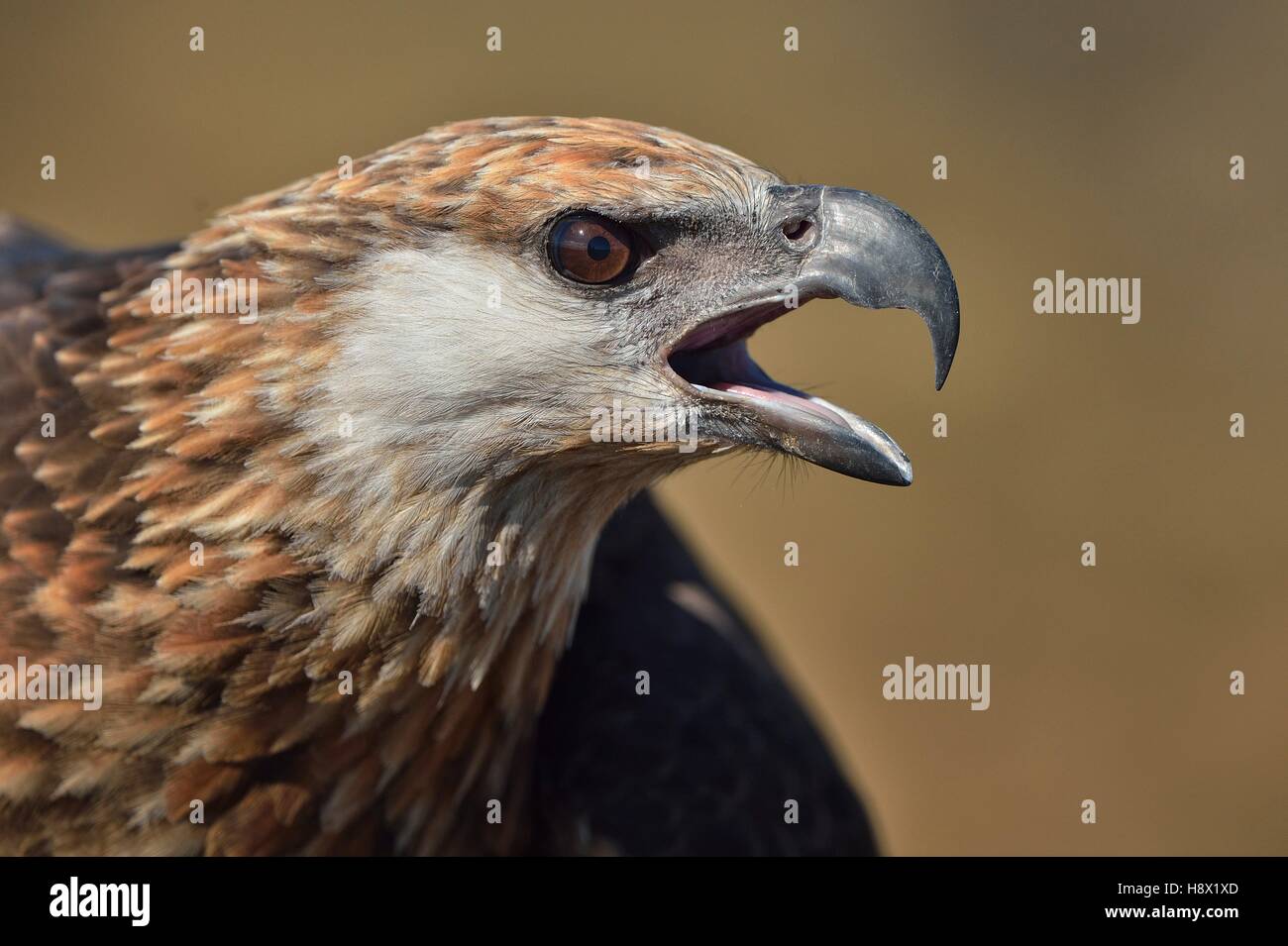 Portrait of Madagascan fish eagle shooting, Nosy be, Madagascar Stock ...