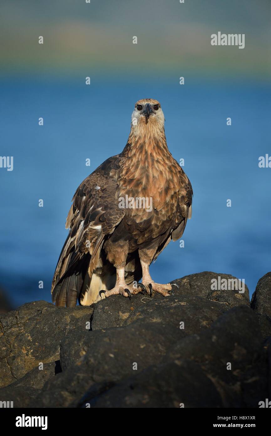 Madagascan fish eagle on shore, Nosy be, Madagascar Stock Photo - Alamy