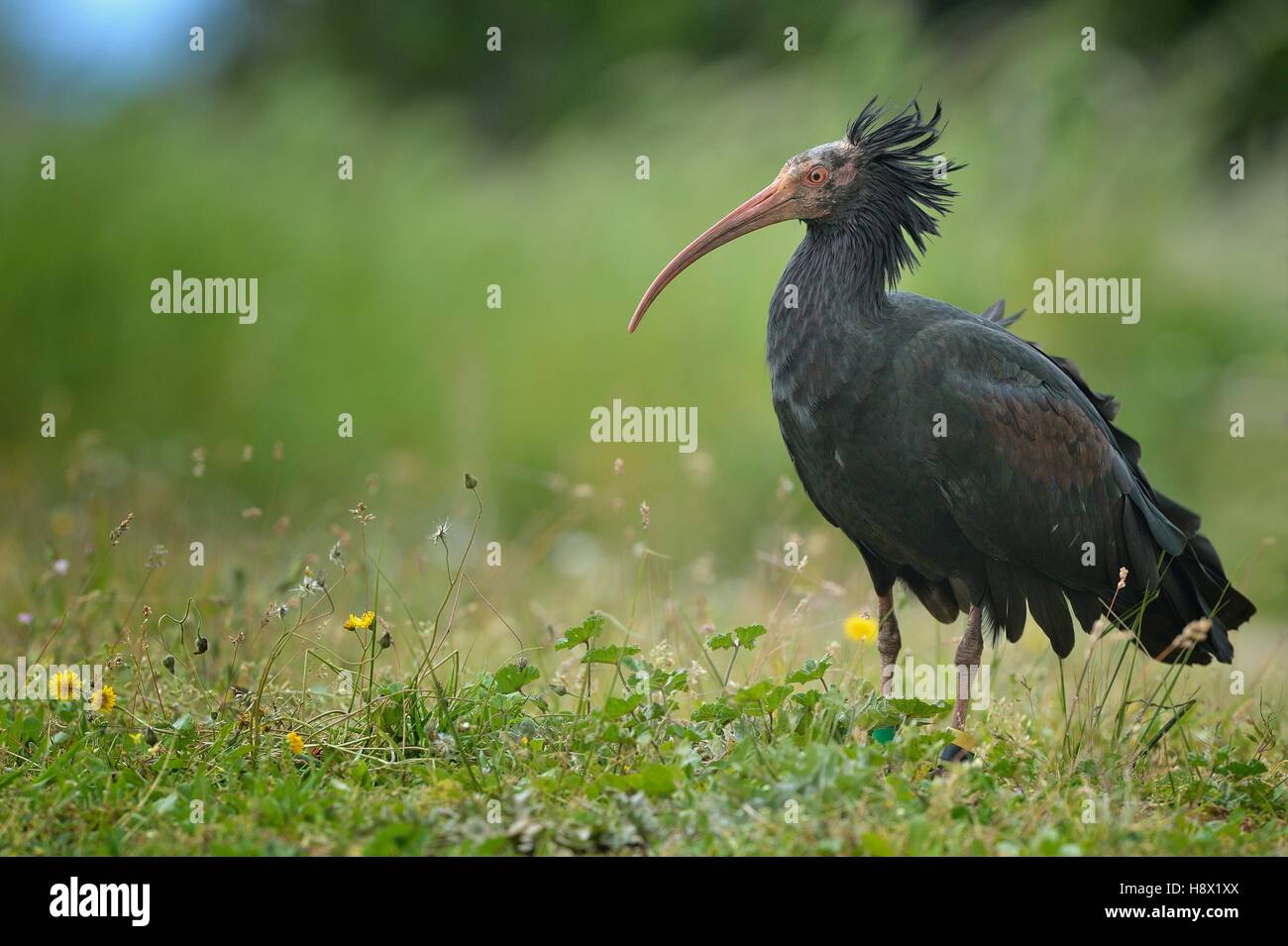 Northern bald ibis on grass Stock Photo - Alamy