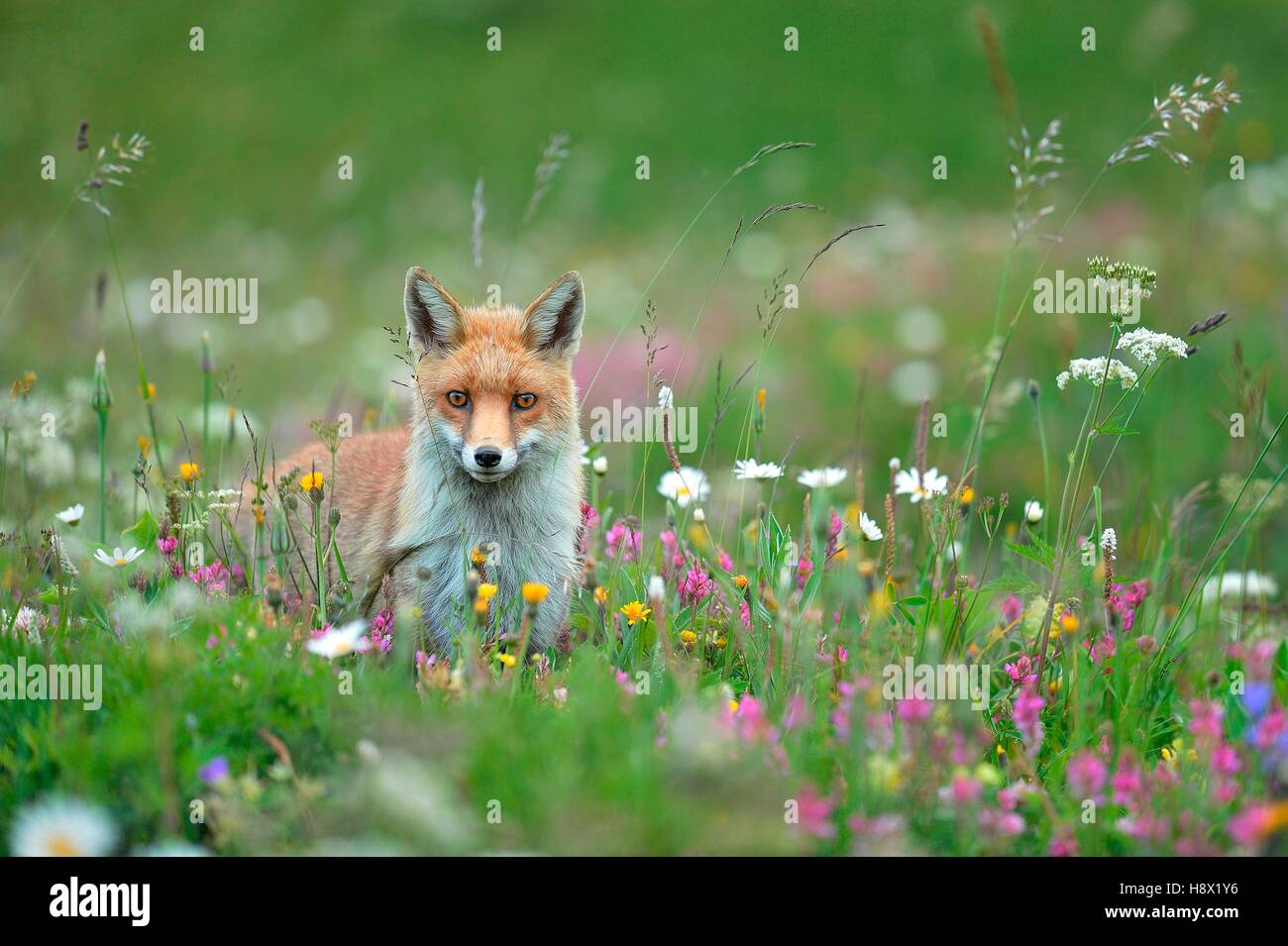 Red fox in a flowering meadow Stock Photo - Alamy