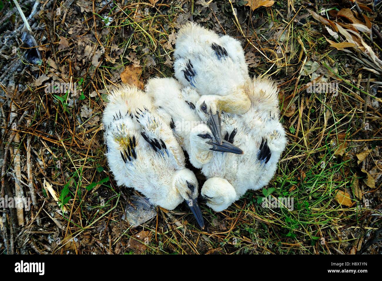 White Stork Chicks at nest Stock Photo - Alamy