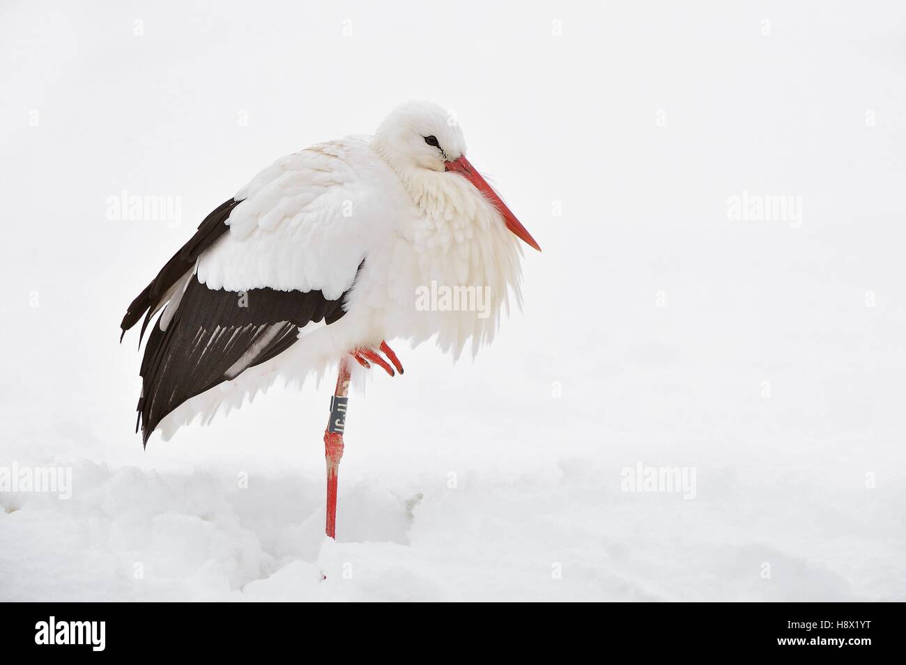 White Stork at rest in snow Stock Photo - Alamy