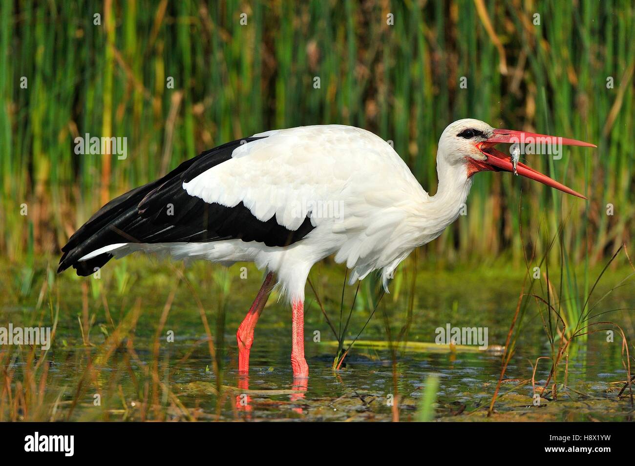 White Stork catching à fish in water Stock Photo - Alamy