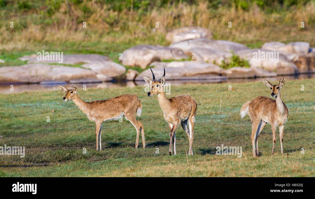 Bohor reedbuck female redunca redunca hi-res stock photography and ...