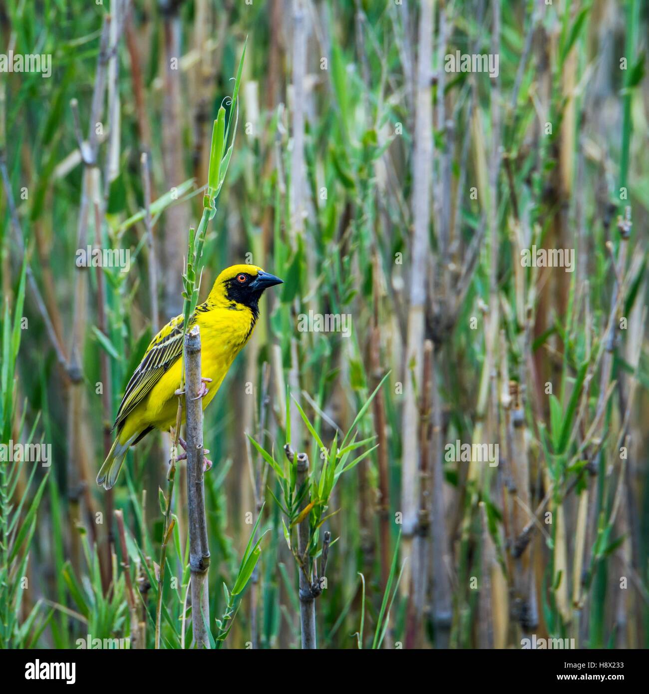 Village weaver in Kruger National park, South Africa Stock Photo - Alamy