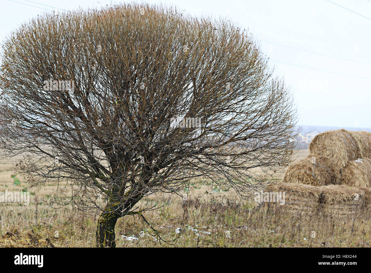 Fall field straw stack Stock Photo - Alamy