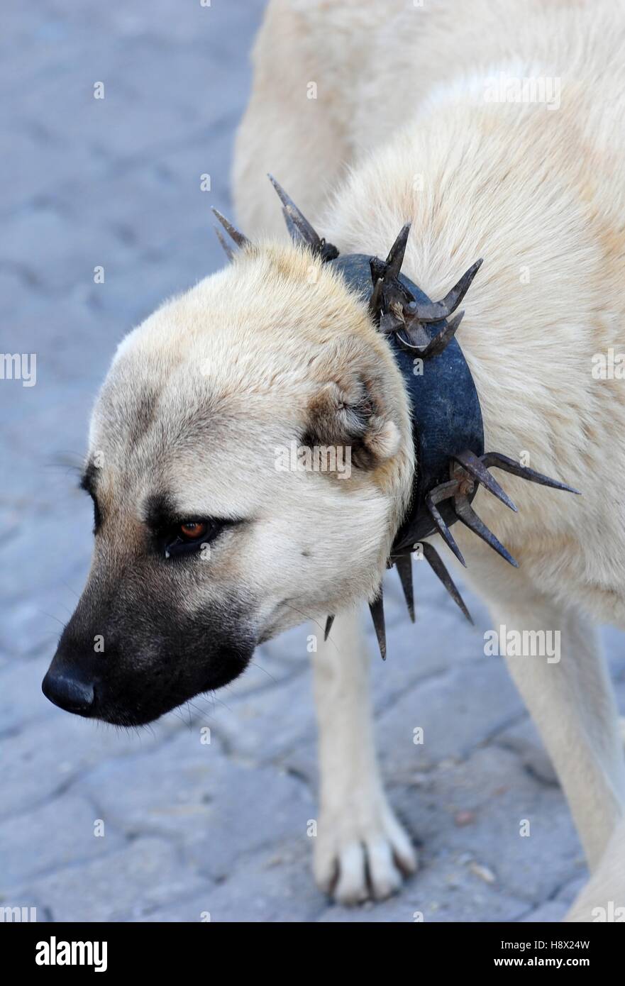 Turkey. Cappadocia. Dog with a collar to protect it against wolf Stock ...