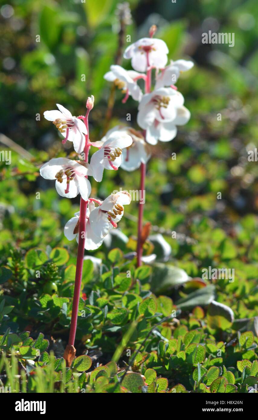 Denmark. Greenland. West coast. Pyrola blooming (Pyrola grandiflora ...