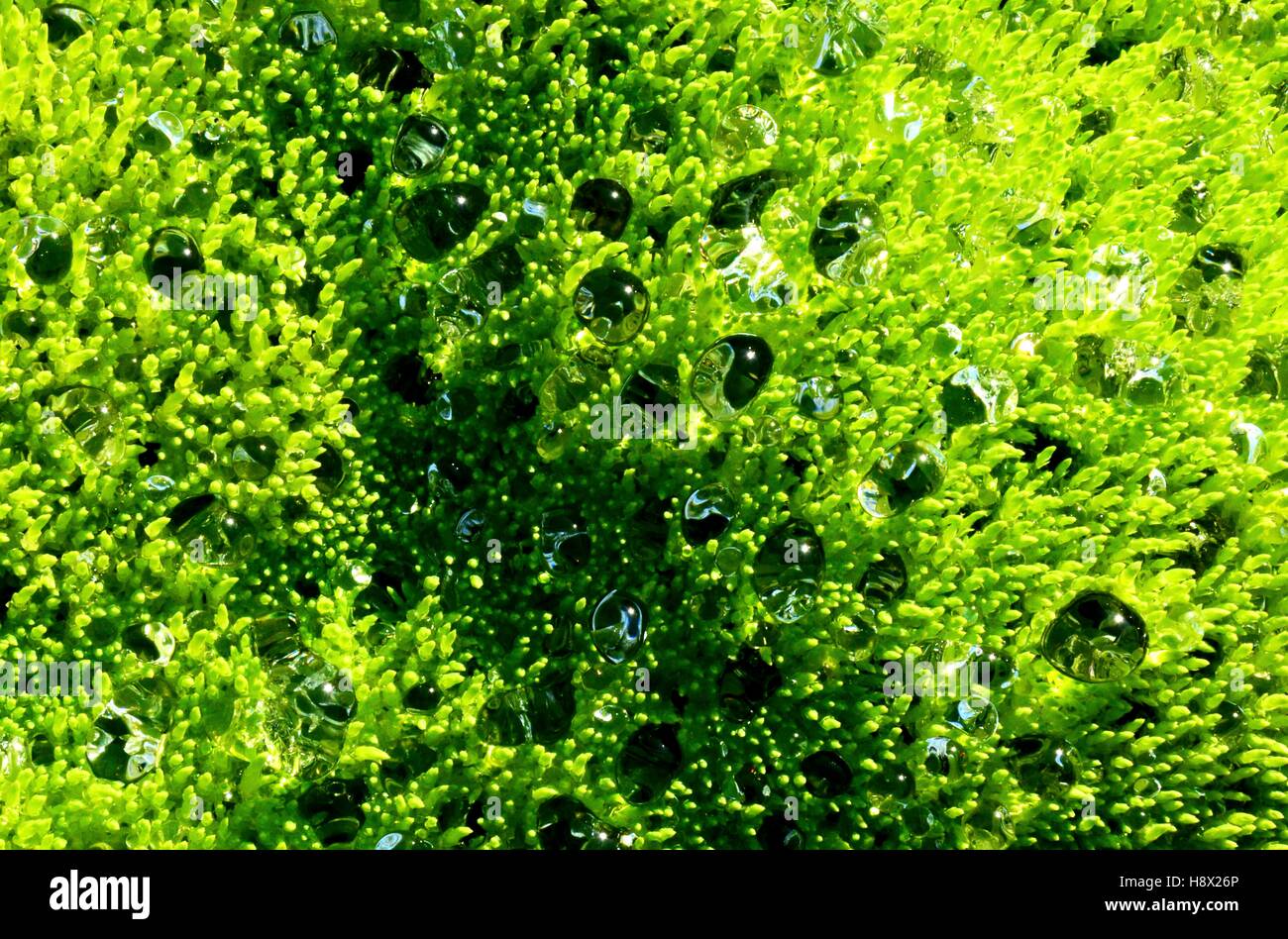 Denmark. Greenland. West coast. Drops of water on moss bear a spring on ...