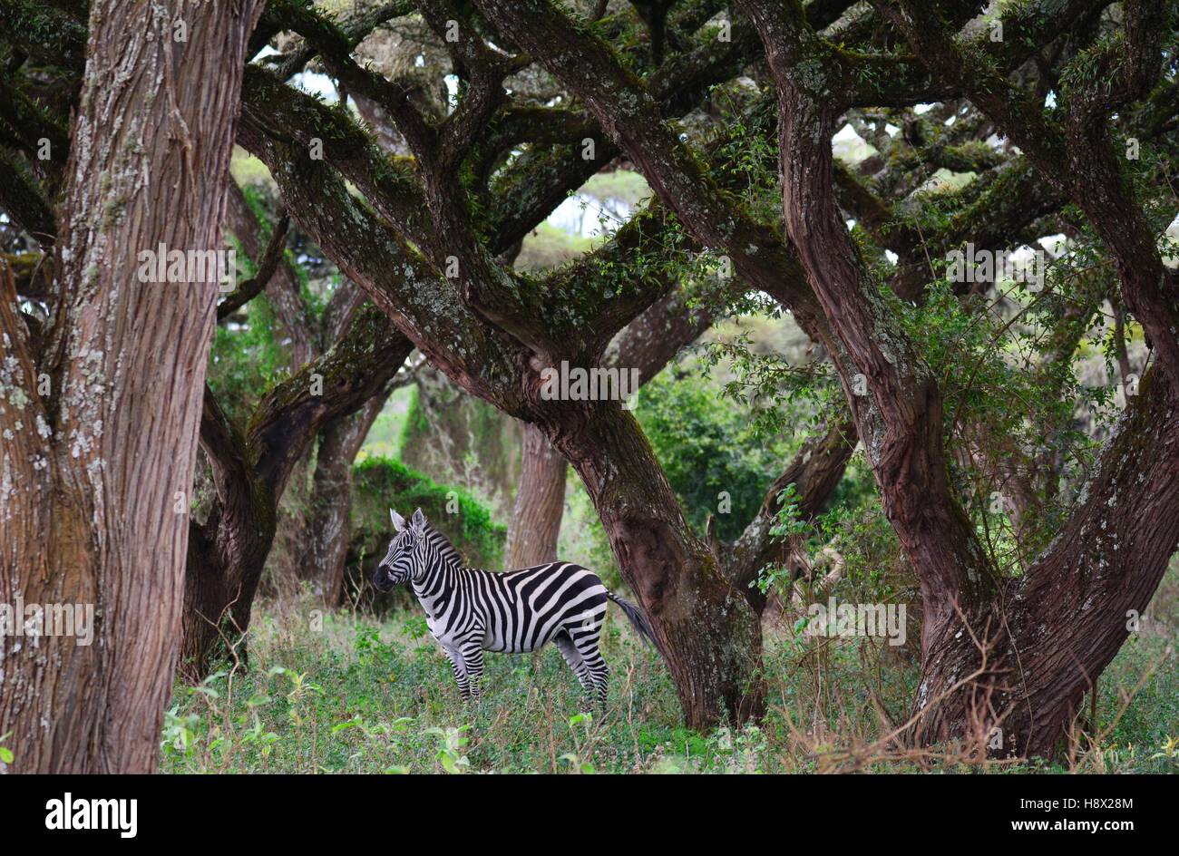 Tanzania. Ngorongoro Conservation Aera. Zebra under acacia trees on the ...