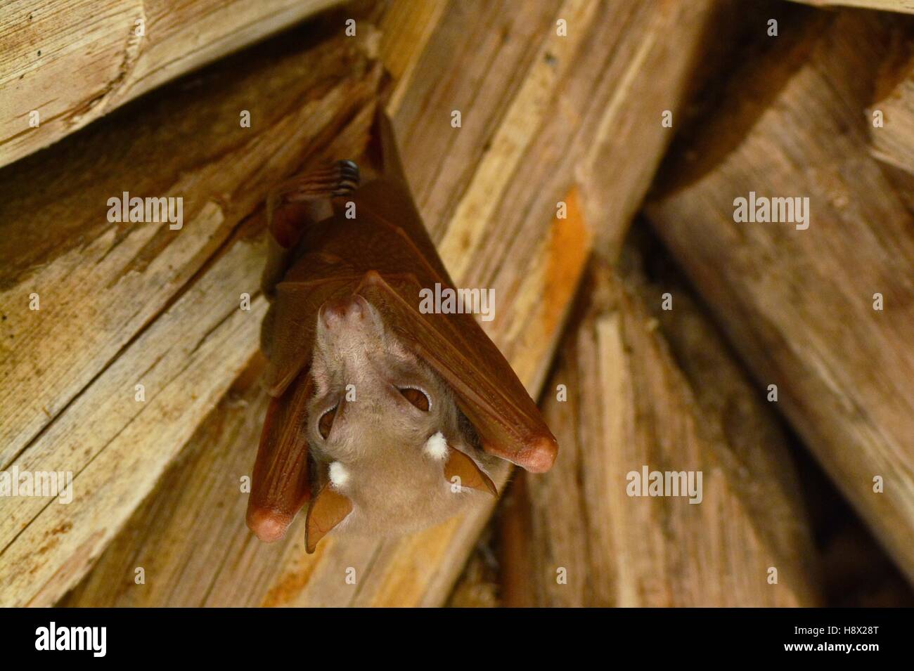 Tanzania. Birdwatching. Fruit bat Stock Photo - Alamy