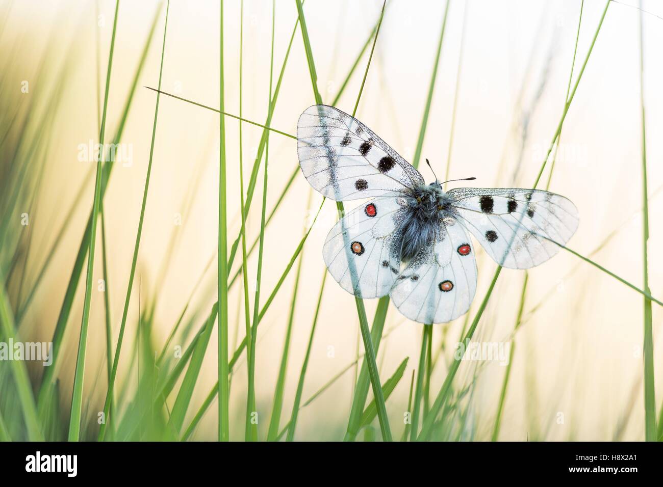 Apollo on grass in summer, PNR Queyras, France Stock Photo - Alamy