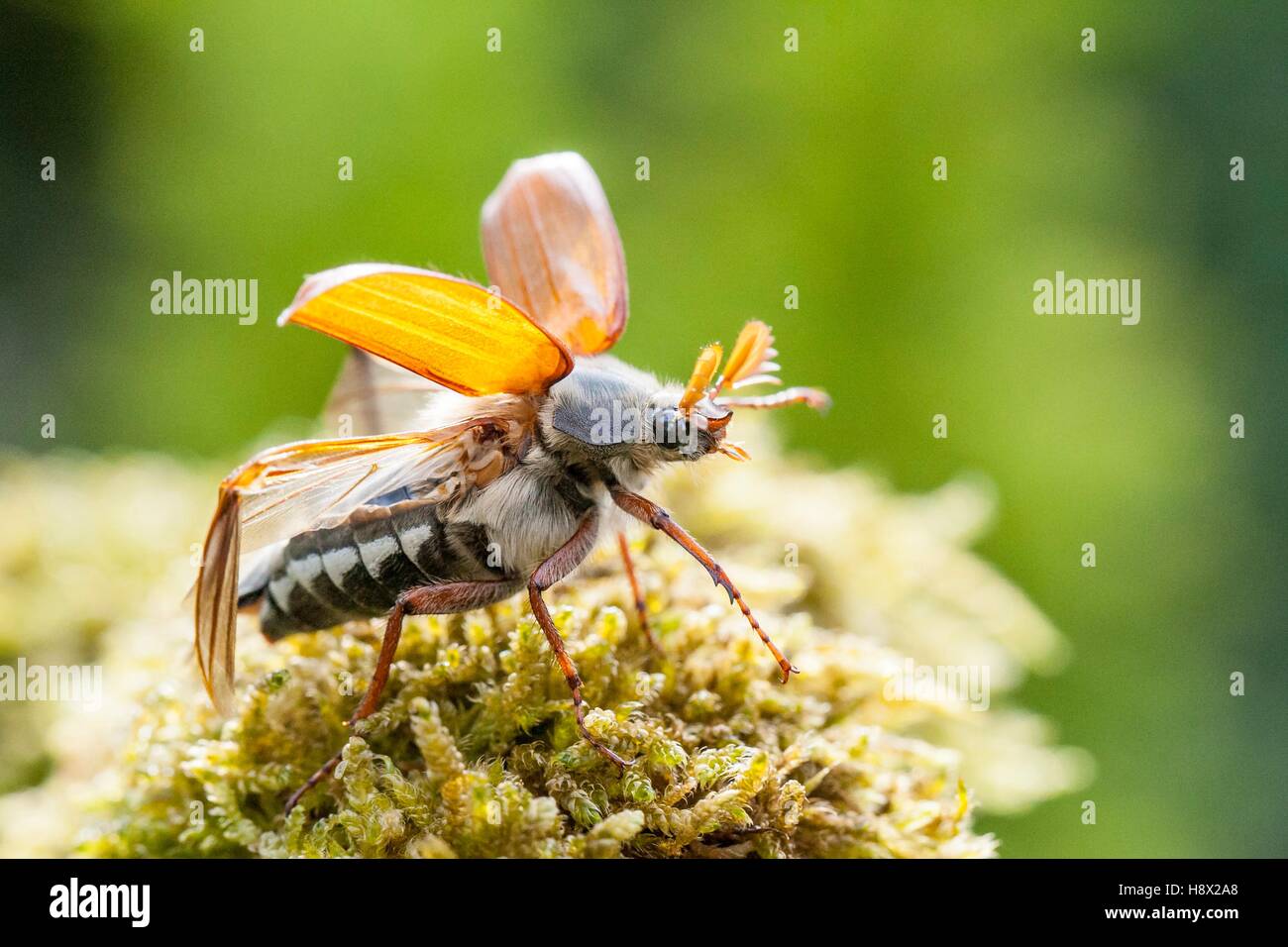 Common Cockchafer flying away Stock Photo - Alamy