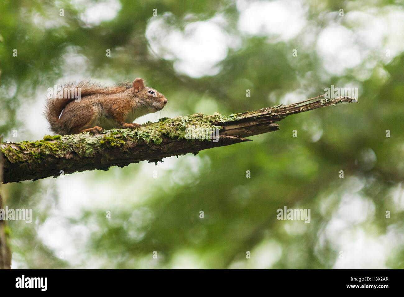 Gray Squirrel on a branch, Wildlife Reserve Papineau-Labelle Stock ...