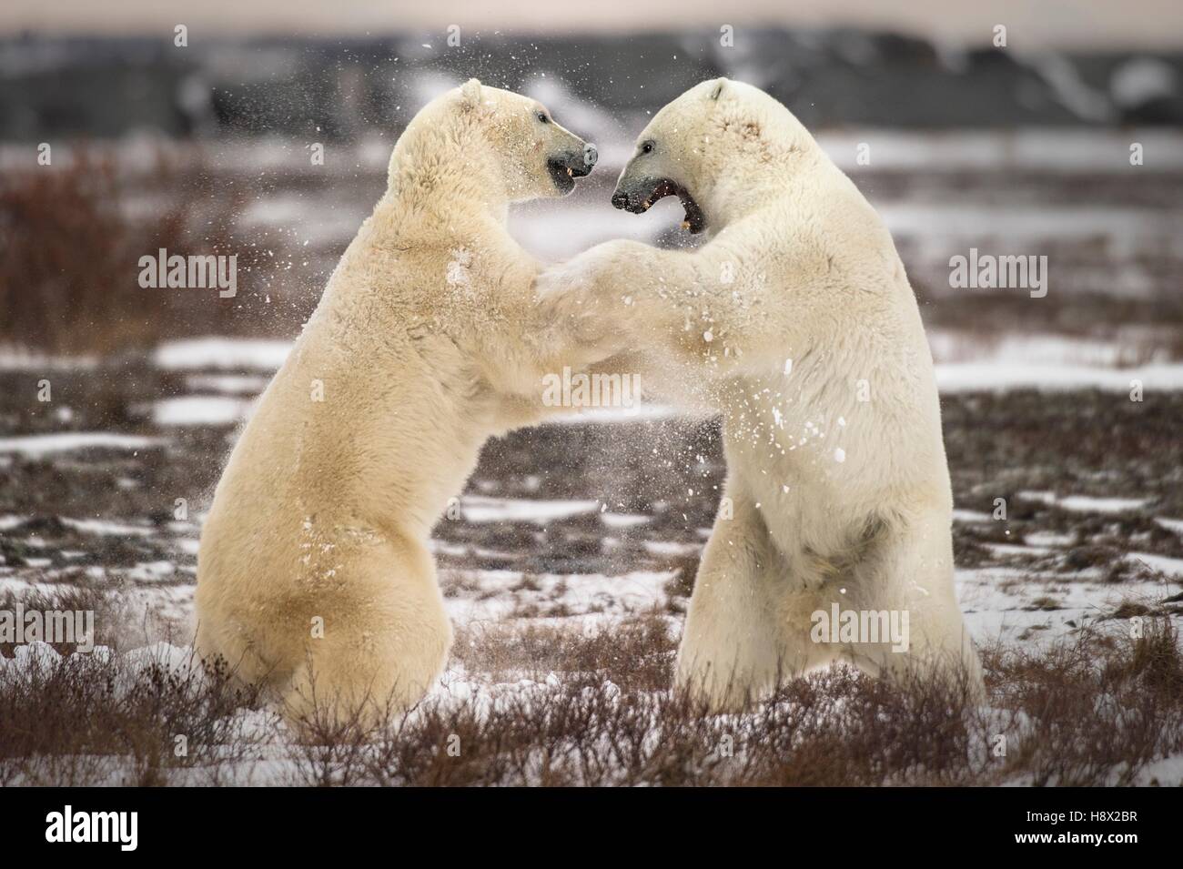Clash of the titans - two fighting polar bears Stock Photo - Alamy