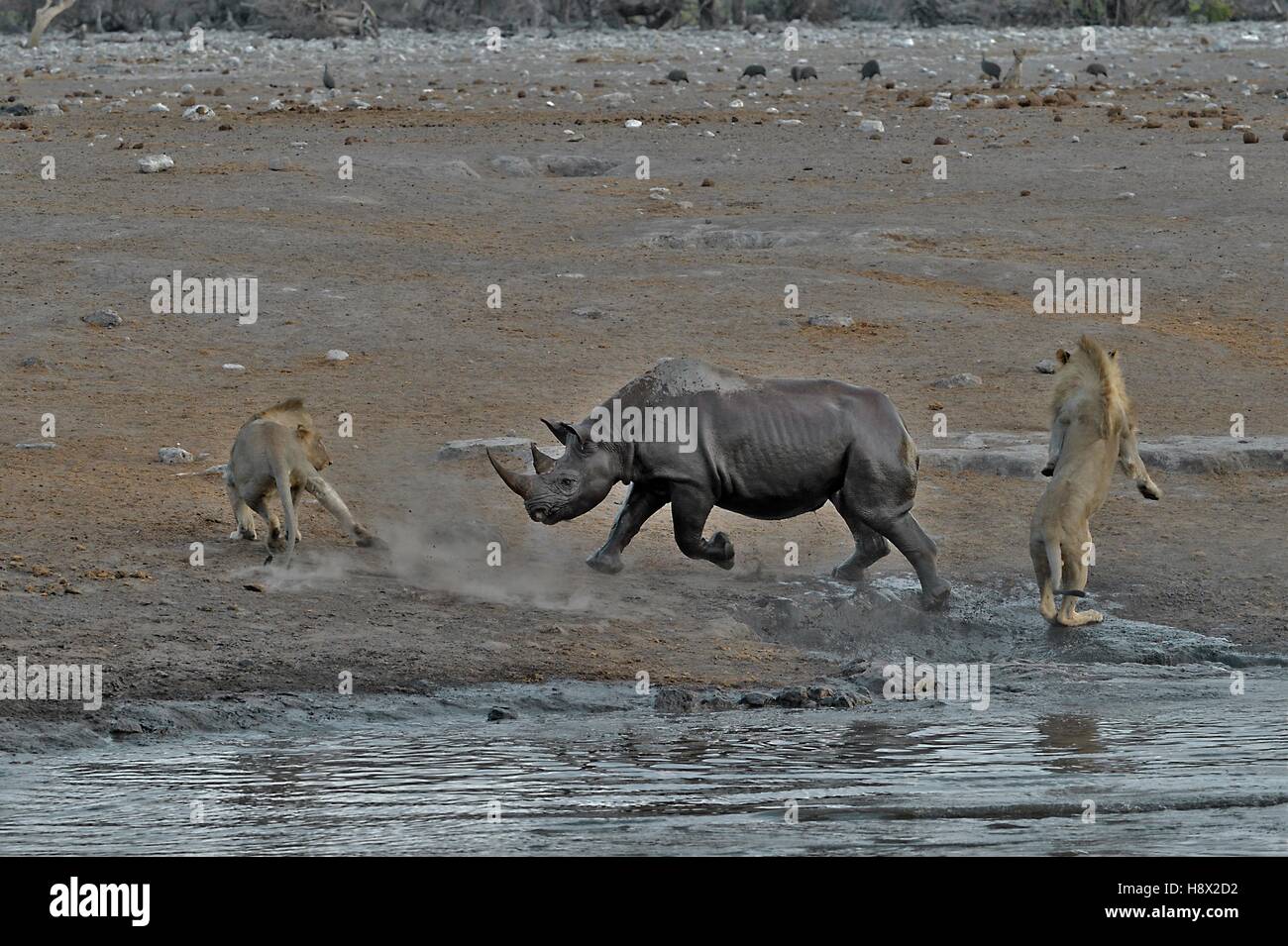 This Black Rhino has stumbled into a cavity and tipped into the water ...