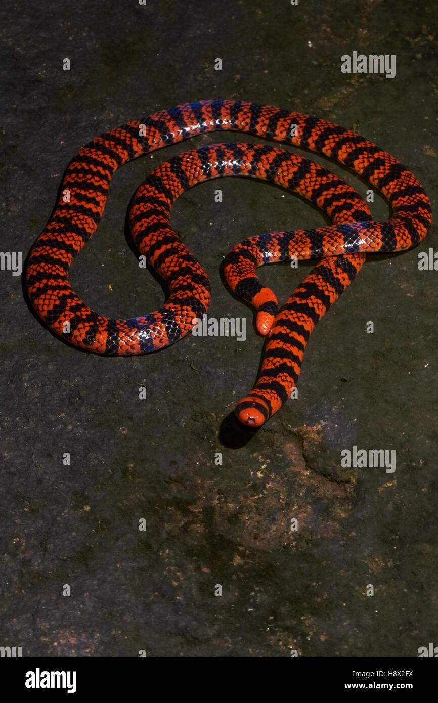 American pipe snake, False Coral Snake (Anilius scytale, ex Anguis atra ...