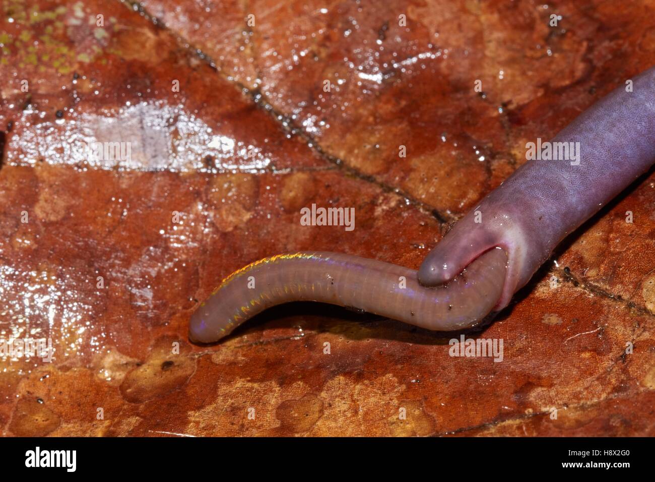 Caecilia hi-res stock photography and images - Alamy