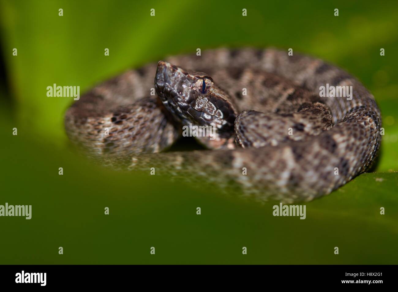 Lancehead Stock Photos & Lancehead Stock Images - Alamy