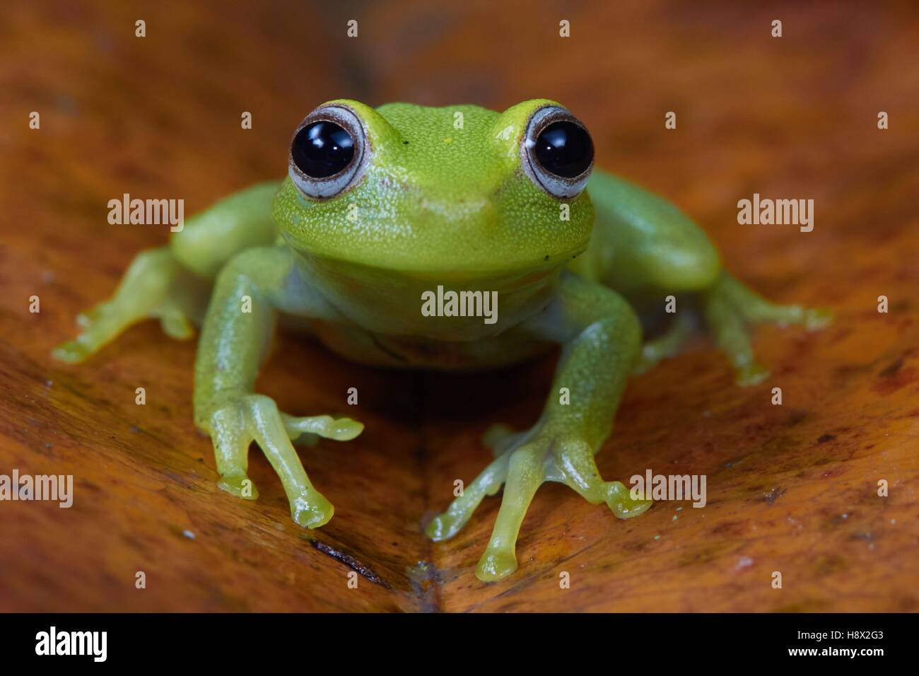 Polka-dot Tree-frog (Hypsiboas punctatus), ex Hyla punctata - Matiti ...