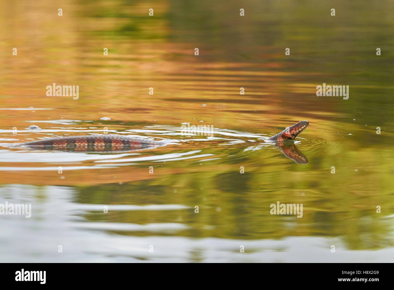 Brown-banded water snake (Helicops angulatus, ex Coluber angulatus ...