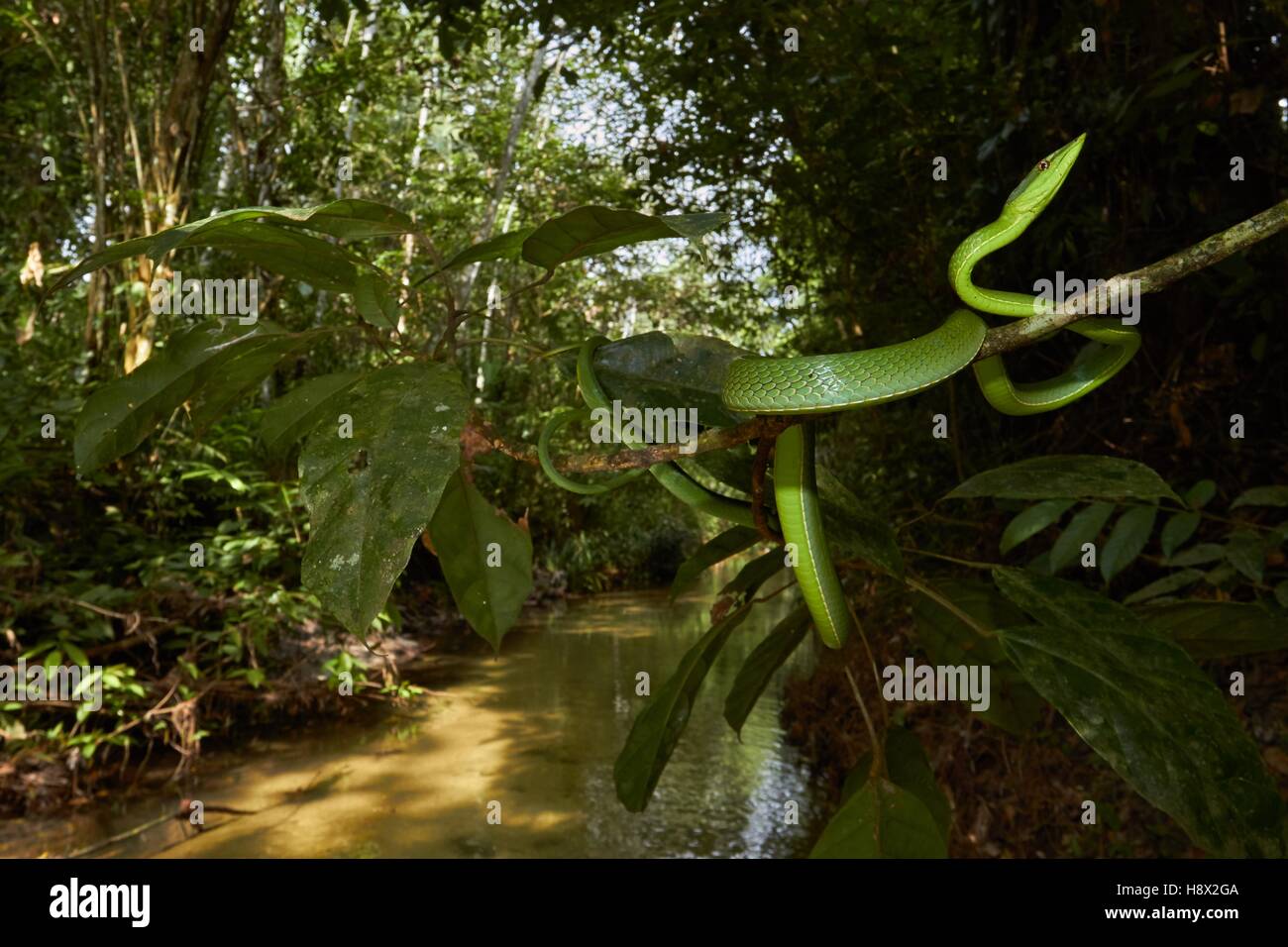 Wide angle of Green Vine Snake or Flatbread Snake (Oxybelis fulgidus ...