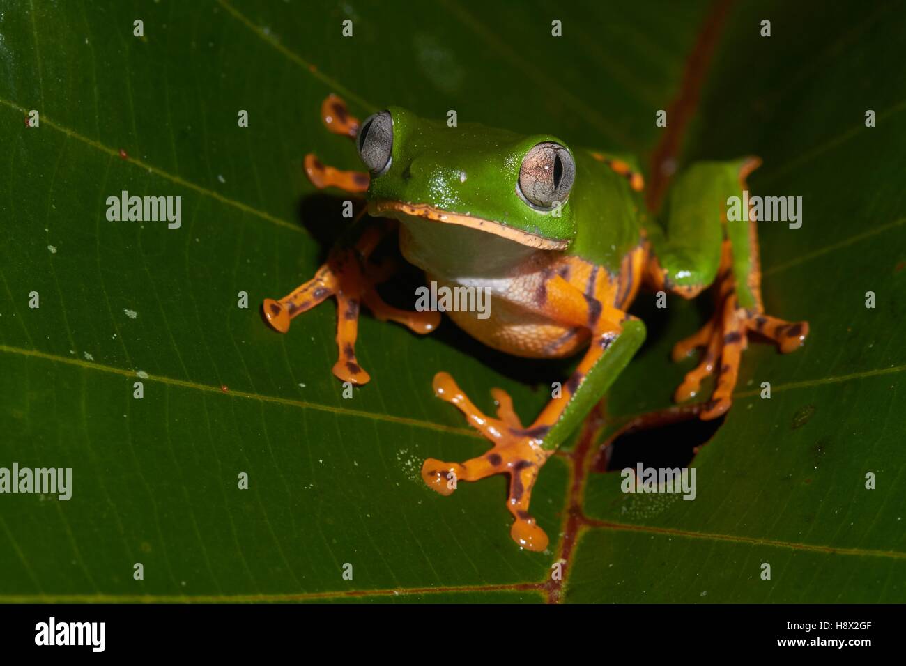 Striped leaf frog phyllomedusa tomopterna hi-res stock photography and ...