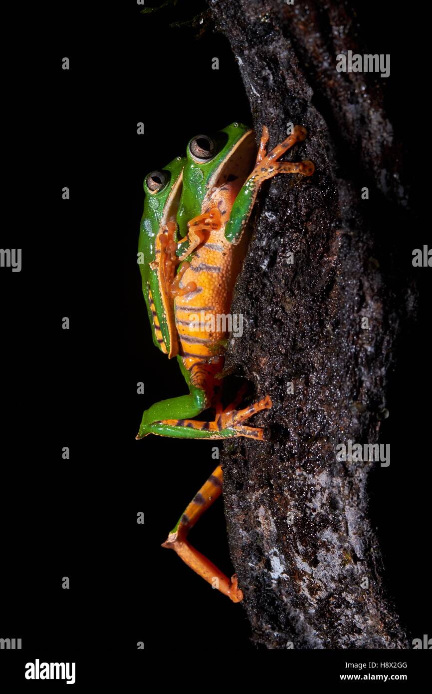 Amplexus of Tiger-striped leaf frog Barred leaf frog or tiger leg ...