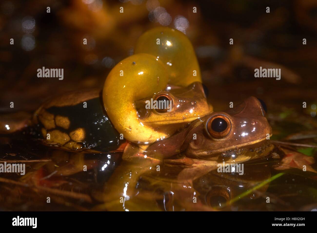 Male of Surinam golden-eyed tree frog (Trachycephalus coriaceus,ex ...