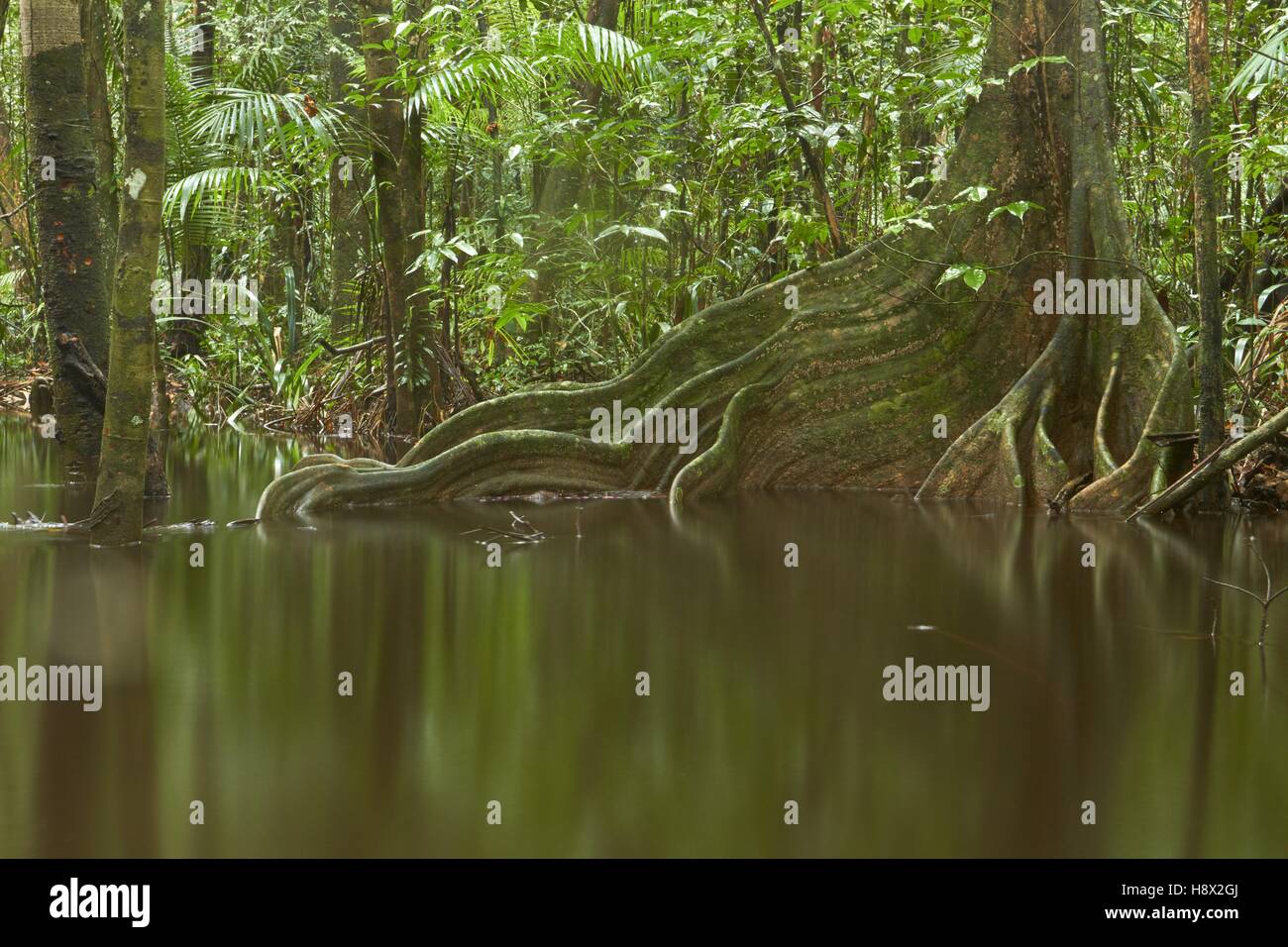 Landscape of flooded forest - Matiti - French Guiana Stock Photo - Alamy