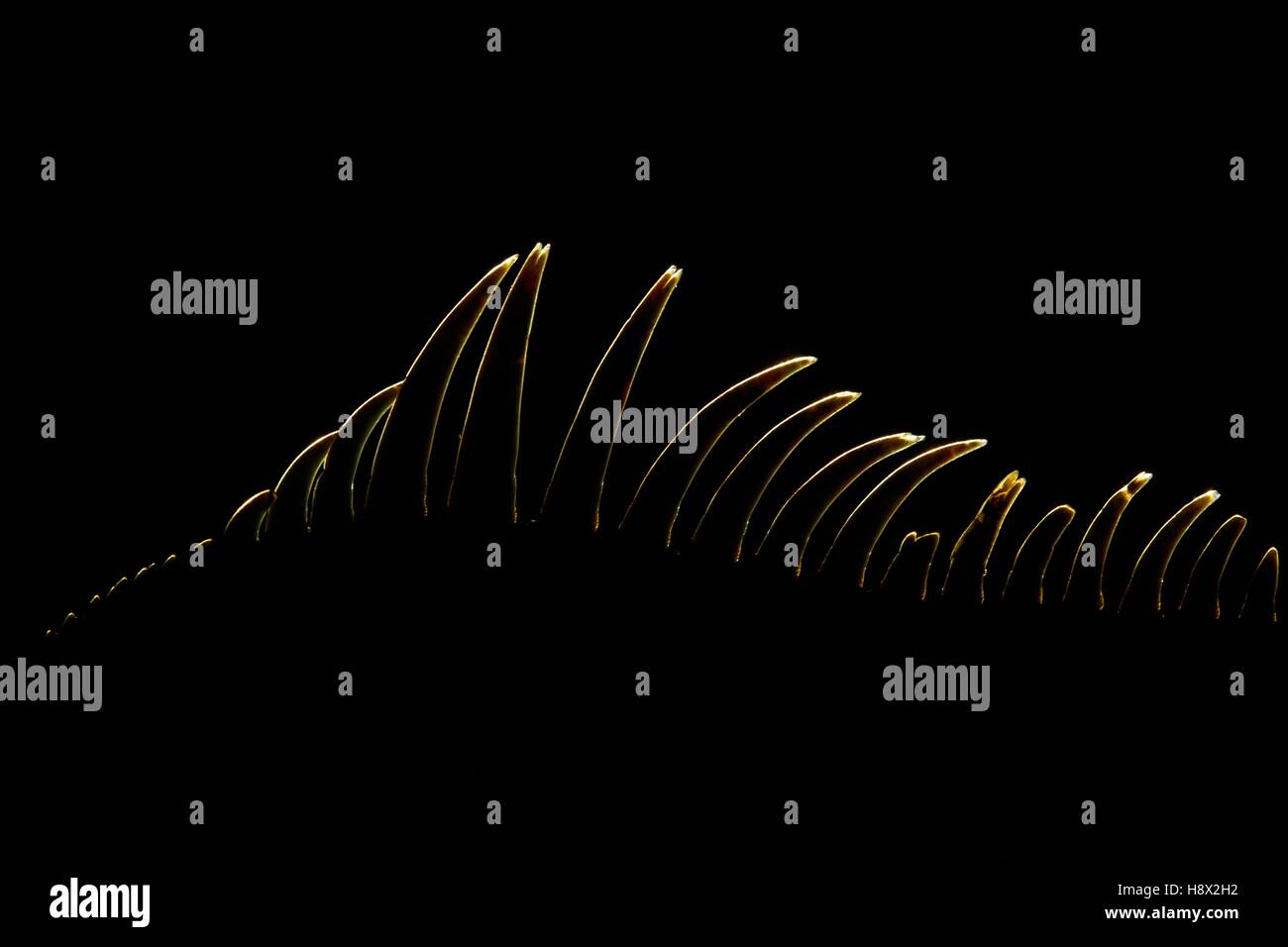 Green Iguana, Common Iguana or American iguana (Iguana iguana) at night ...