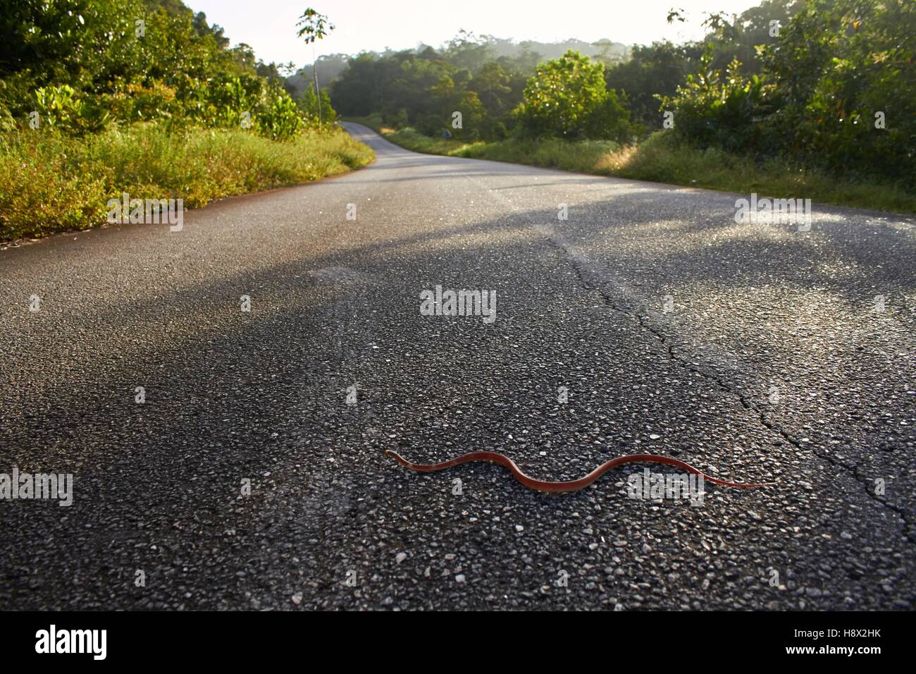 Calico Snake - (Oxyrhopus occipitalis, ex Oxyrhopus formosus) crossing ...