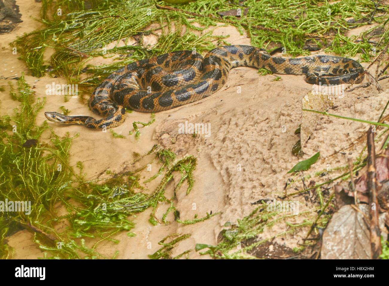 Dark-spotted Anaconda (Eunectes deschauenseei) near a river - Matiti ...