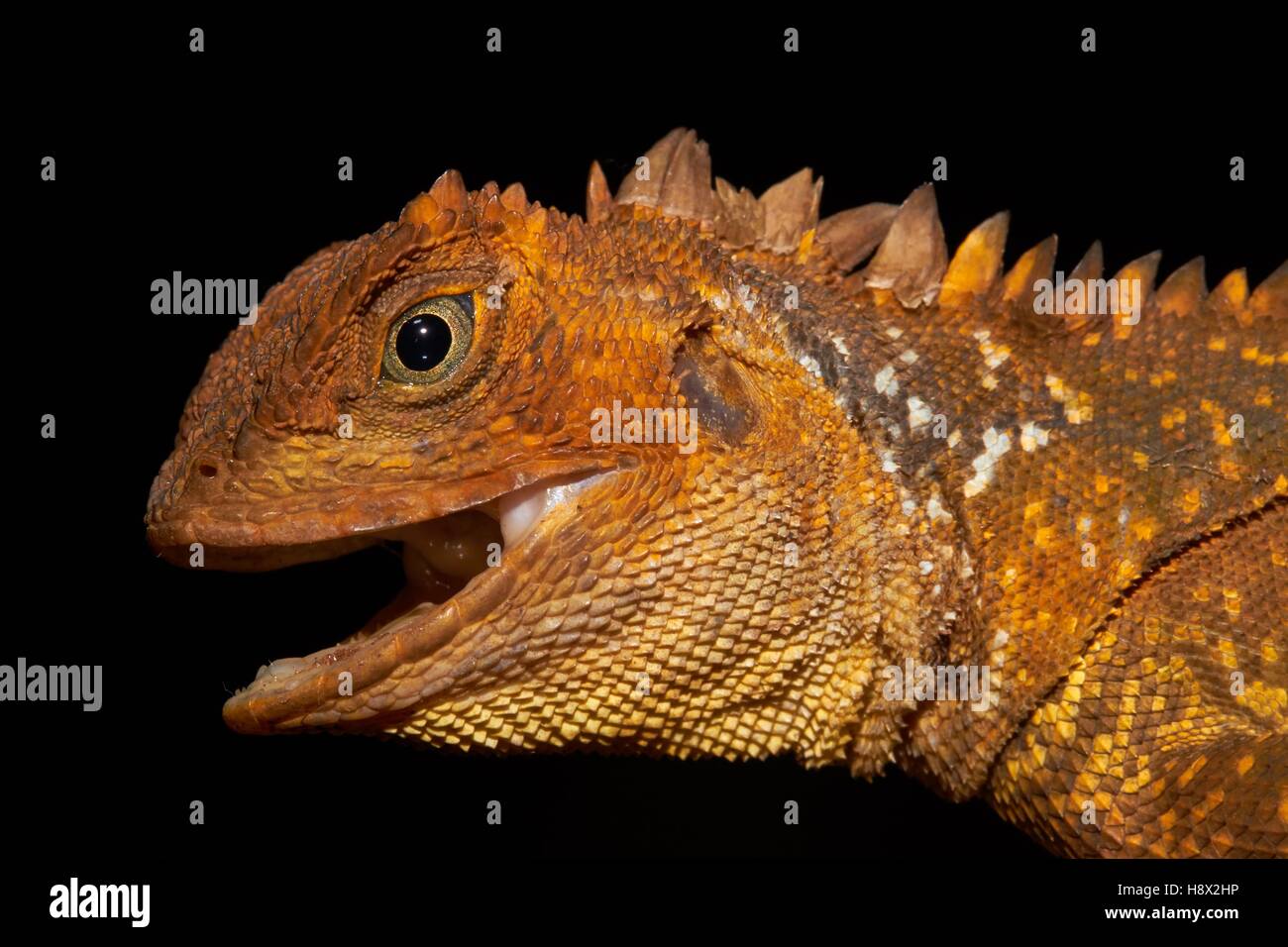 Portrait of Diving Lizard or Mophead Iguana (Uranoscodon superciliosus ...