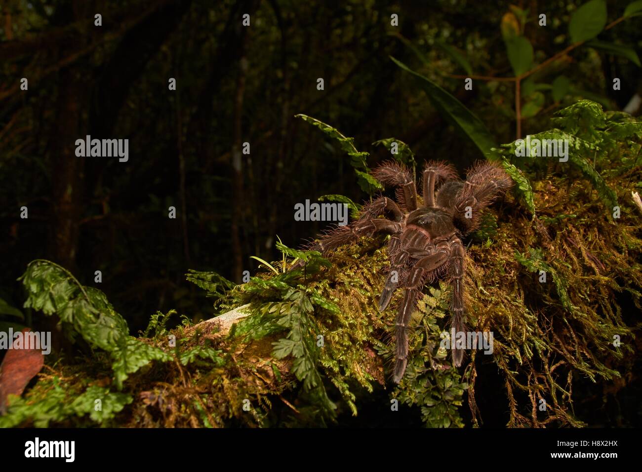 Goliath bird-eating spider or Goliath birdeater (Theraphosa blondi, ex ...