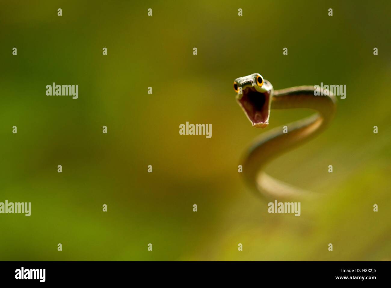 Lora or Parrot Snake (Leptophis ahaetulla) attacking - Matiti - French ...