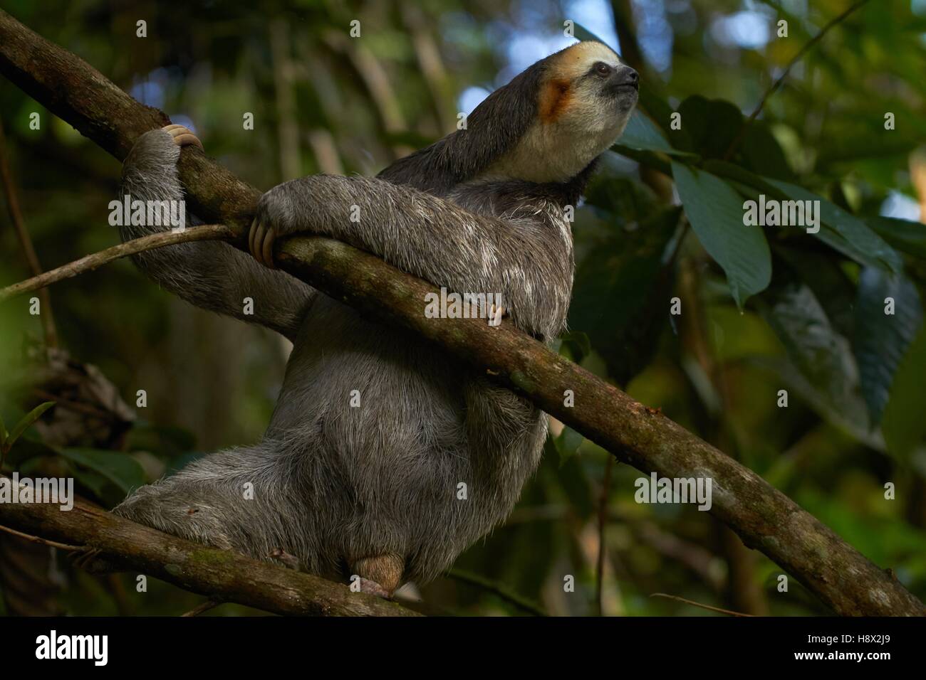 Pale-throated Sloth or Three-toed Sloth (Bradypus tridactylus) - Matiti ...
