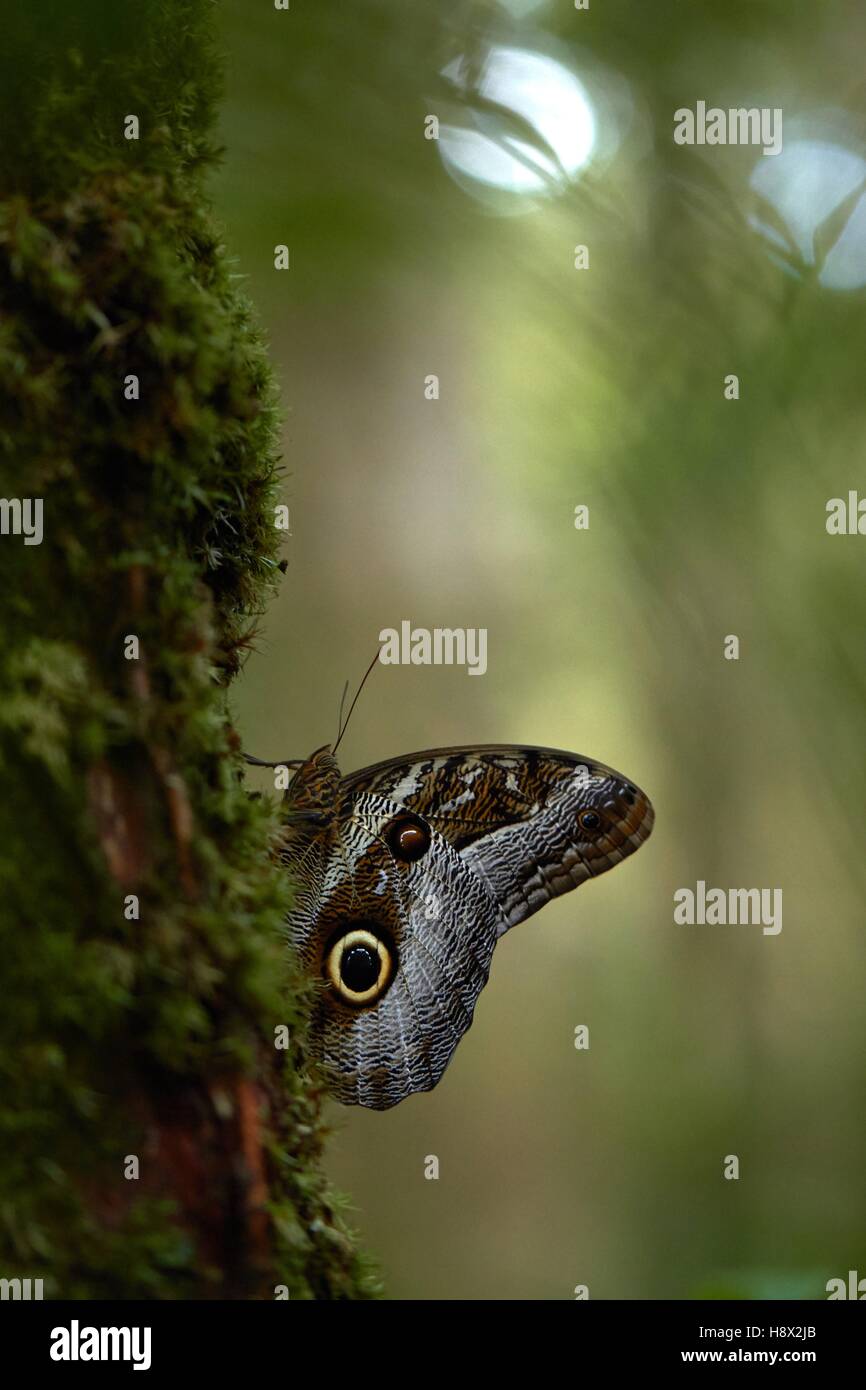 Idomeneus Giant Owl (Caligo idomeneus idomeneus) - Kaw Mountain ...