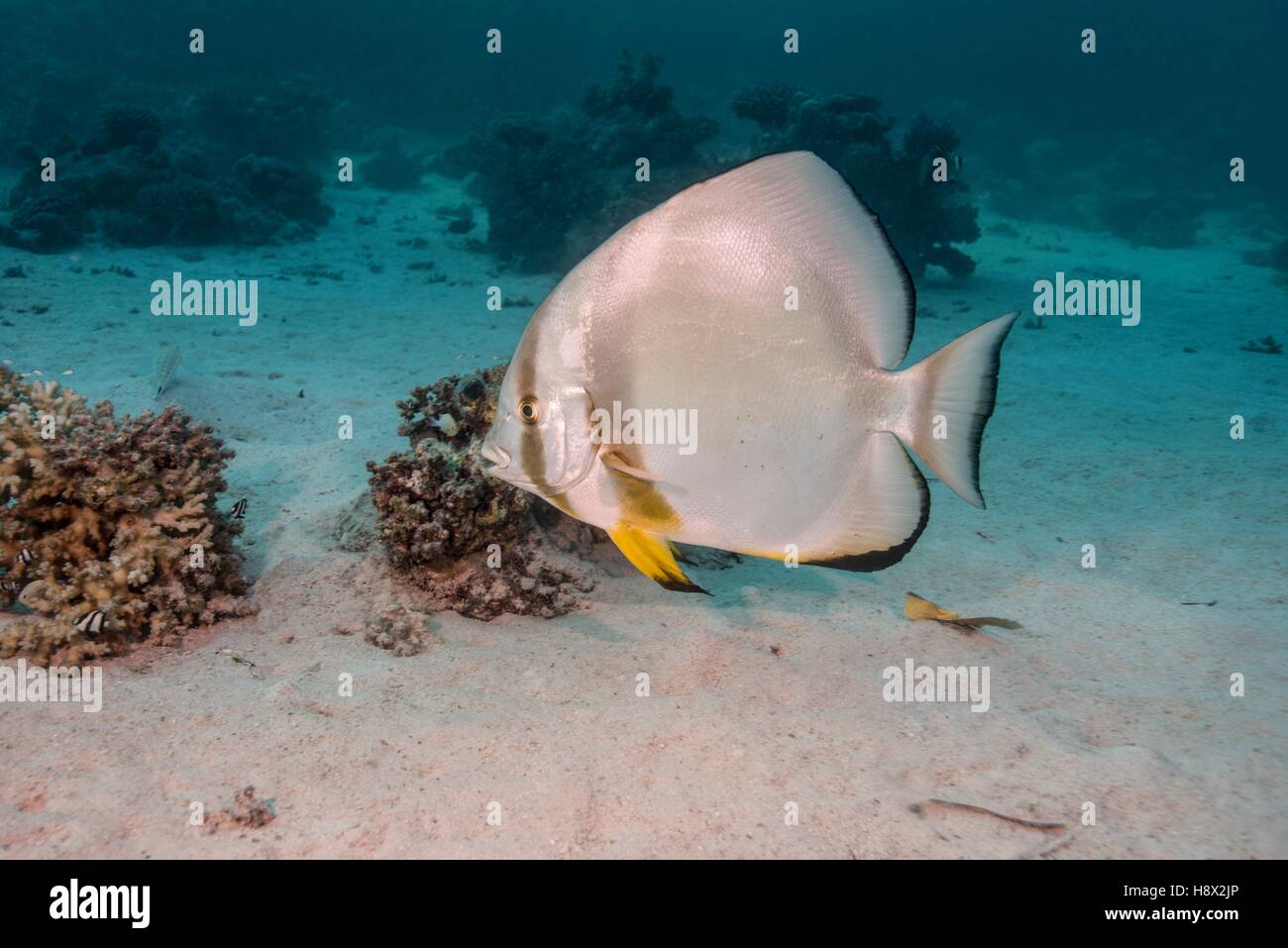 Circular batfish, orbicular batfish, Platax orbicularis, Ephippidea ...