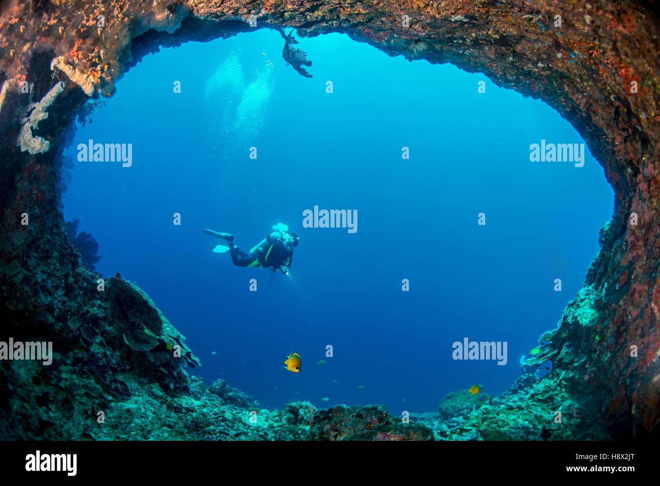 Coral reef, Cebu Island, Philippines Stock Photo - Alamy