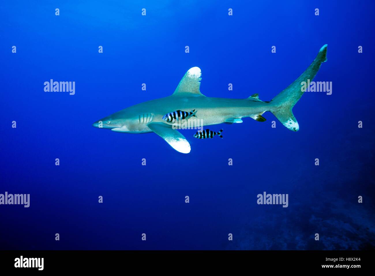 Oceanic whitetip shark, Carcharhinus longimanus, Carcharinidae, with ...