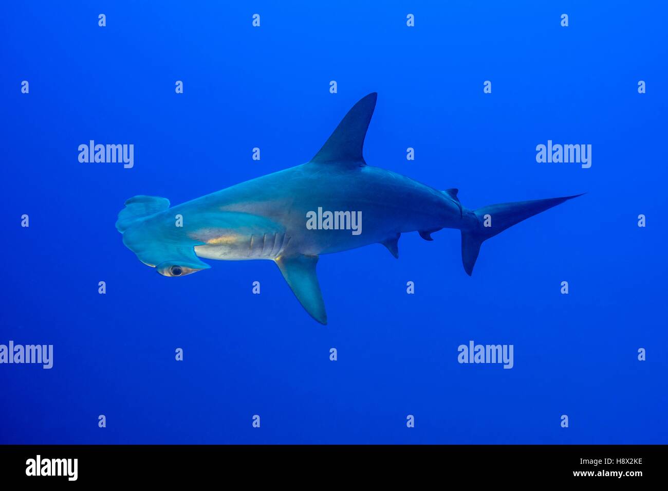 Scalloped hammerhead shark, Sphyrna lewini, Sphyrnidae, Red Sea, Egypt ...