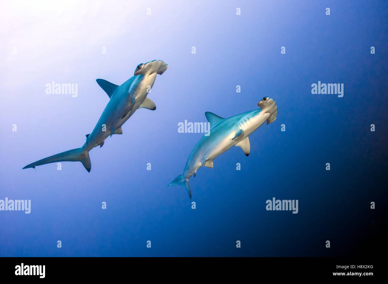 Scalloped hammerhead shark, Sphyrna lewini, Sphyrnidae, Red Sea, Egypt ...